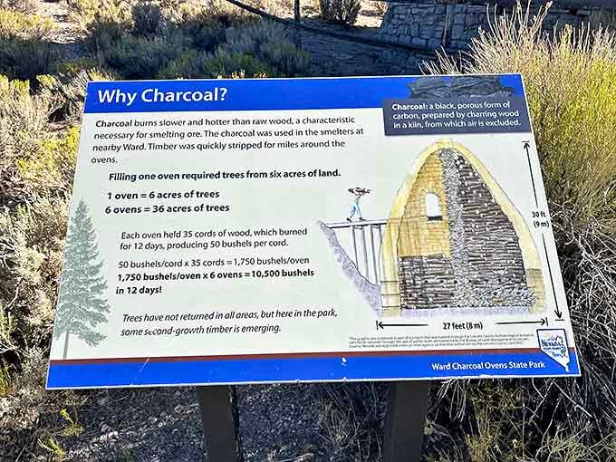 The math is staggering: six ovens consuming 36 acres of trees, producing enough charcoal to fuel an empire.