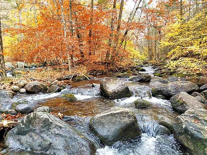 Autumn's palette transforms ordinary streams into magical ribbons of gold, where water music provides nature's perfect soundtrack.