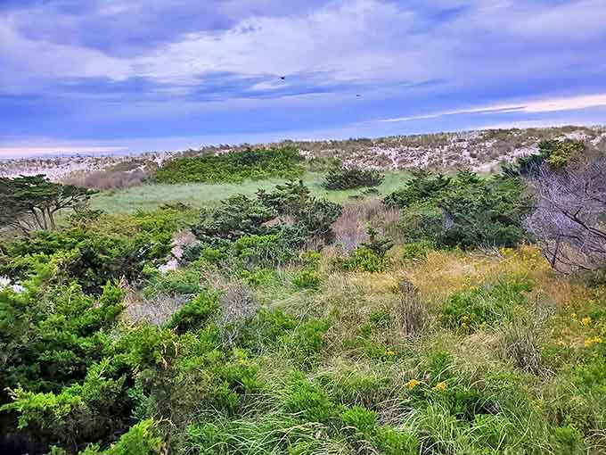 Nature's patchwork quilt of dune grasses, shrubs and wildflowers creates the perfect barrier between civilization and shoreline, protecting both from each other.