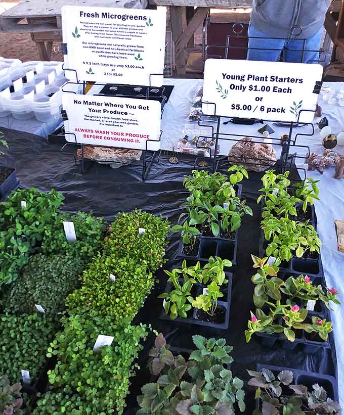 A miniature nursery springs up between vendors, offering desert-hardy plants that even the most notorious plant killers might keep alive.