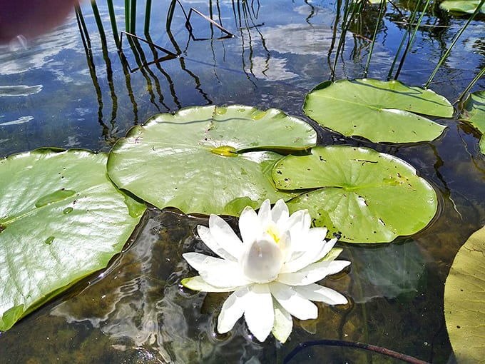 Water lilies: nature's most elegant floaters, making even Olympic synchronized swimmers jealous of their perfect form.