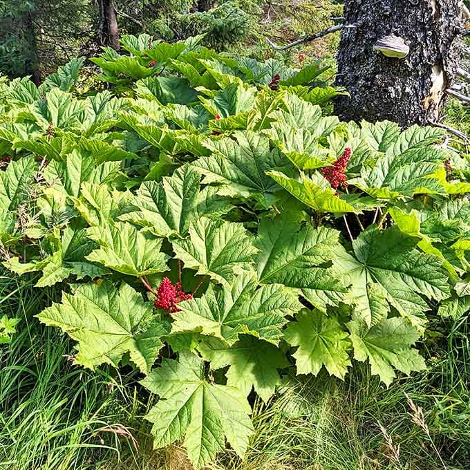Wild berries that make supermarket produce look like sad imposters. Nature's candy store doesn't need fancy packaging to deliver pure flavor.