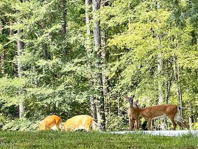 Local wildlife pauses for an impromptu photoshoot, demonstrating the park's perfect balance of untamed nature and accessible wilderness.