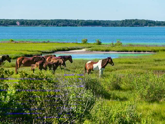 Wild ponies grazing by the water's edge, living their best equine lives. These aren't carousel horses&mdash;they're the real-deal celebrities that put Chincoteague on the map.