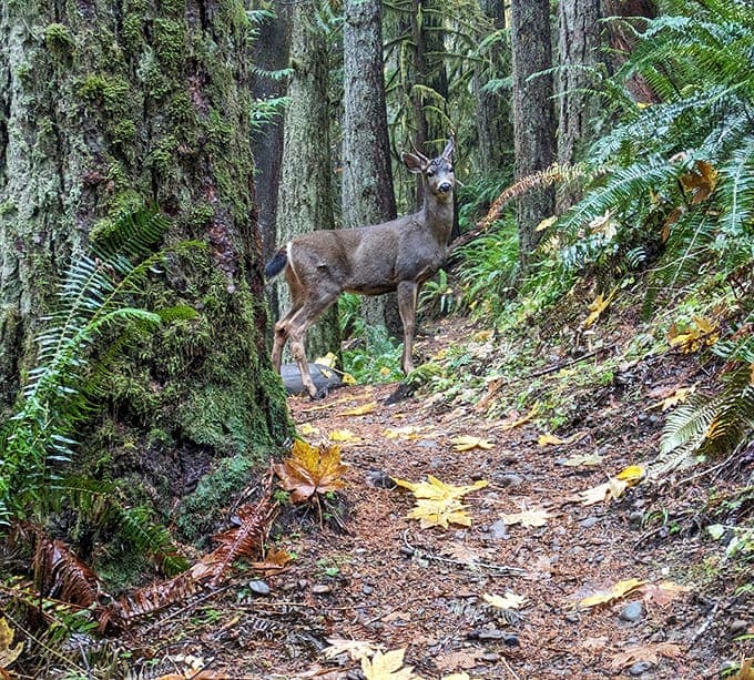 Excuse me, coming through! This resident deer pauses mid-hike, clearly annoyed you didn't make a proper trail reservation.