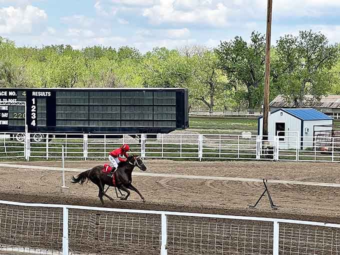 Horseracing traditions run deep at the Eastern Montana Fairgrounds. The annual Bucking Horse Sale transforms this track into Montana's most authentic celebration of Western heritage.