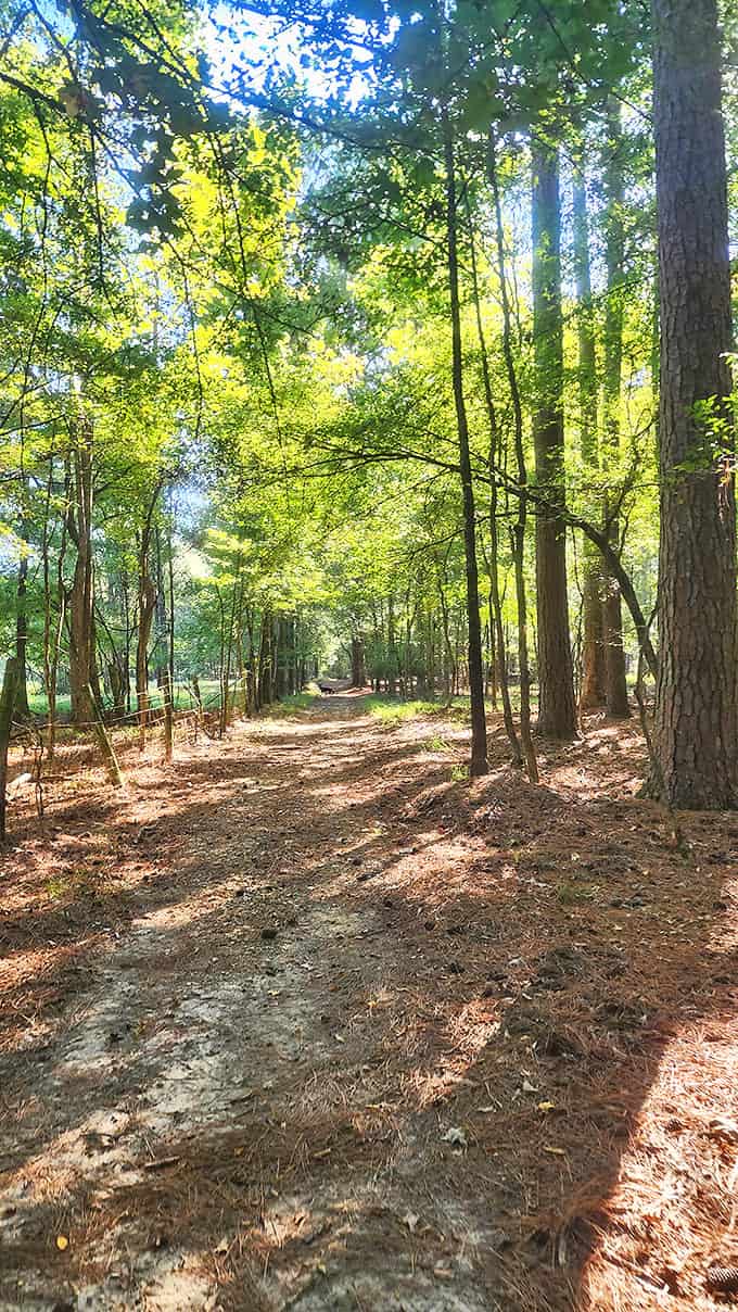Sunlight filters through the canopy, creating nature's own stained-glass effect on this trail &ndash; cathedral vibes without the uncomfortable pews.