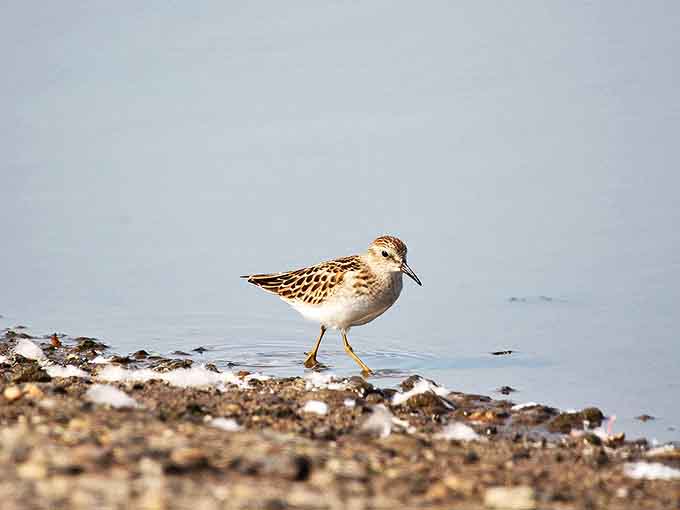 This tiny shorebird didn't get the memo about personal space, offering beach visitors an impromptu masterclass in wildlife photography.