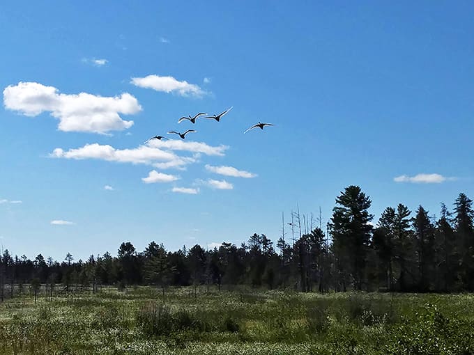 Birds in formation practicing for their migration, or possibly auditioning for the next nature documentary.