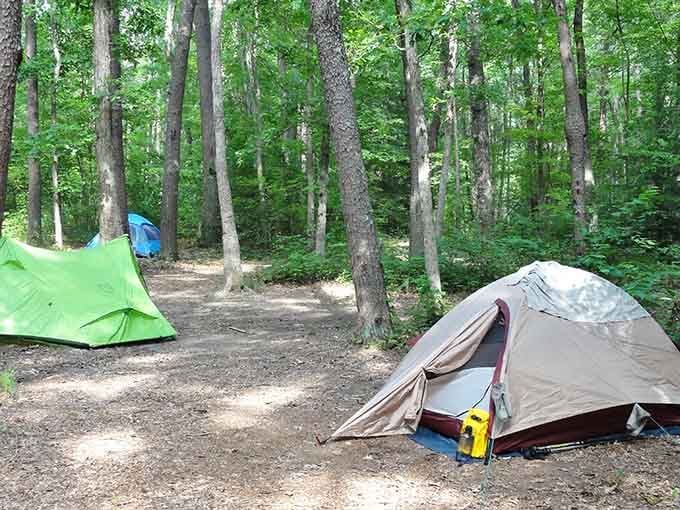 Camping among towering trees—where the five-star amenities include bird symphonies at dawn and more stars than your eyes can process.