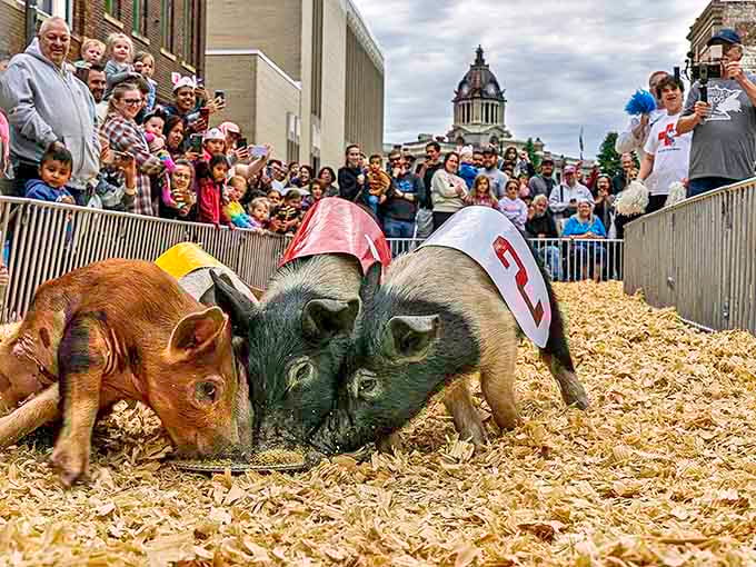 Fairmont embraces its agricultural roots with events like pig races &ndash; entertainment that costs a fraction of big-city tickets.