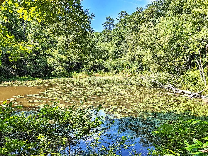 A serene pond reflects summer's abundance, offering a moment of stillness in a world that rarely stops to take a breath.