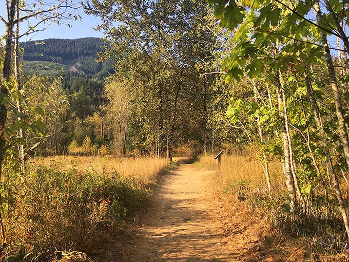 Autumn trails that prove Mother Nature was the original Instagram influencer. Golden hour lasts all season in this corner of Washington.