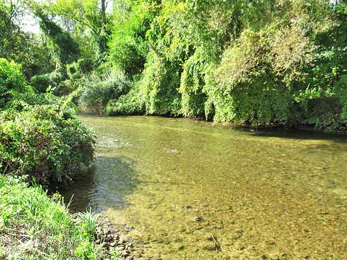 The Cedar River flows clear and inviting, nature's version of a meditation app but without subscription fees.
