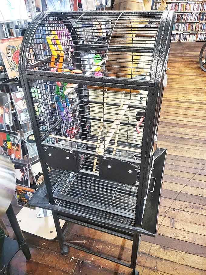 Even the bird cages have stories to tell! This vintage enclosure isn't just metal and wire&mdash;it's a reminder of when pets were part of the living room decor.