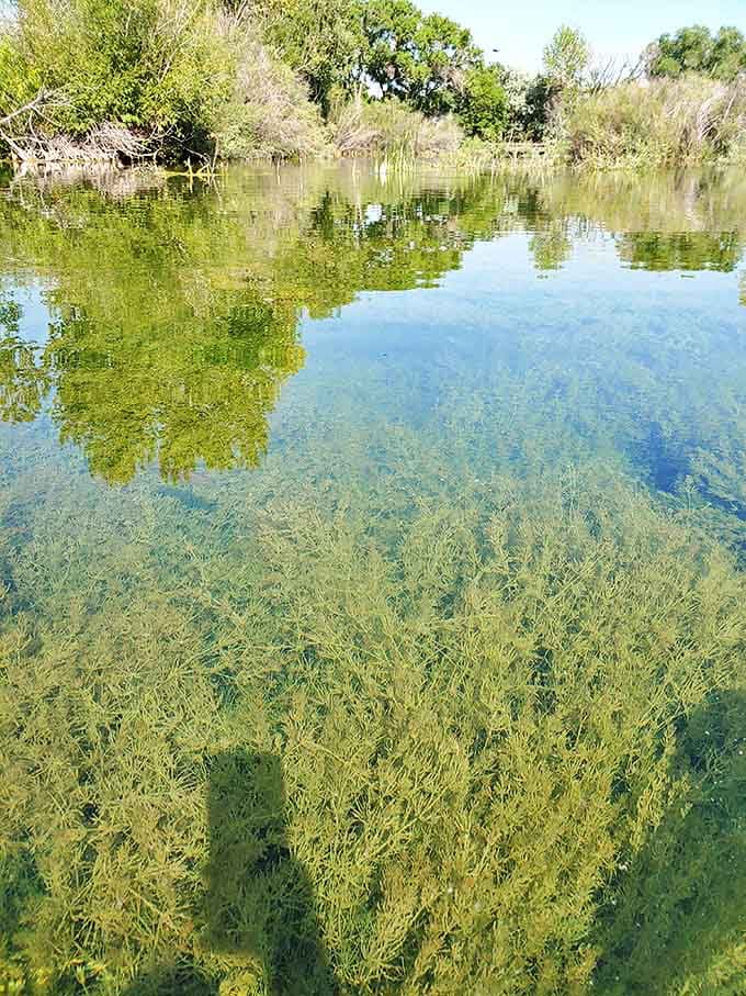 The water so clear you can count the pebbles below. Spring Meadow's pristine depths reveal nature's underwater architecture in stunning detail.