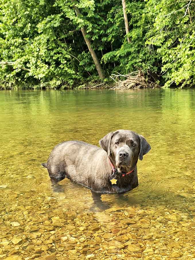 This happy pup demonstrates the proper way to enjoy Sinking Creek &ndash; with unbridled joy and zero concern for wet fur.