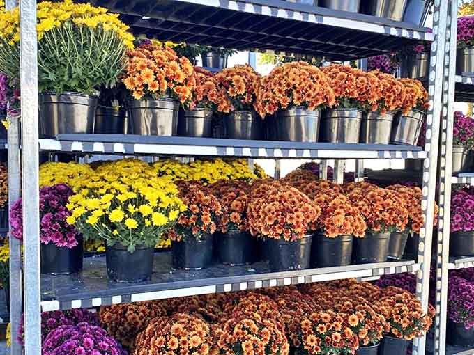 Seasonal blooms that bring instant curb appeal. These mums don't just say "autumn"&mdash;they practically serve you a pumpkin spice latte.
