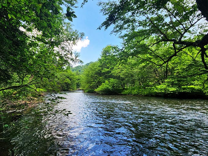 Sunlight filters through the emerald canopy, creating nature's stained glass window above the Clarion River's steady journey through the park.