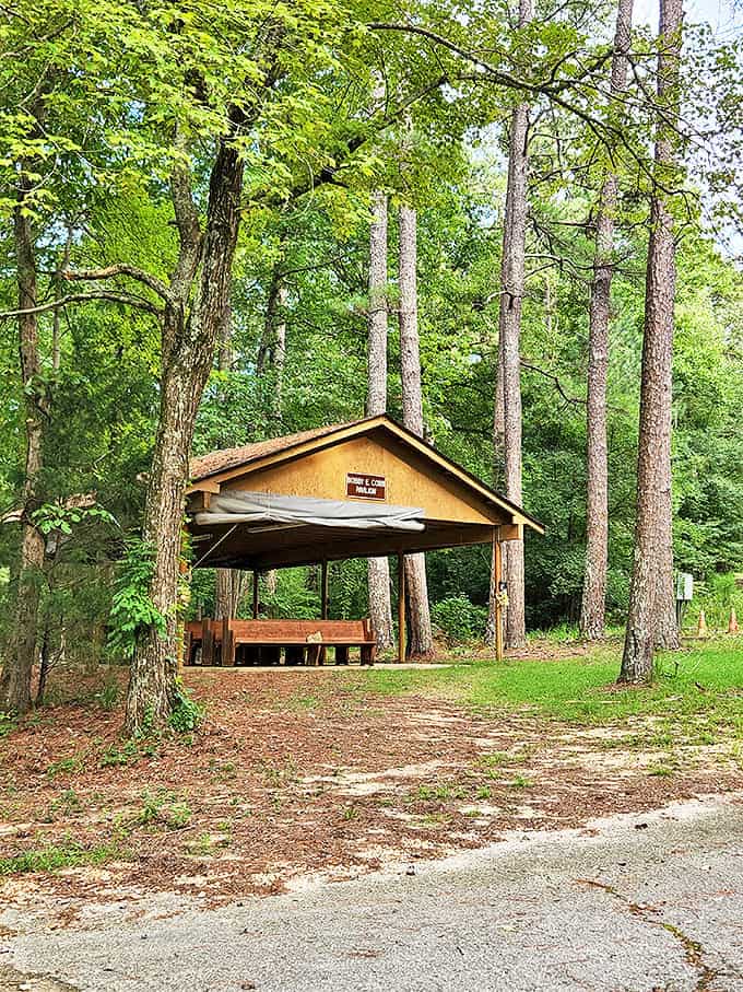 Beneath towering pines, this simple pavilion has hosted more memorable family gatherings than many fancy restaurants ever will.