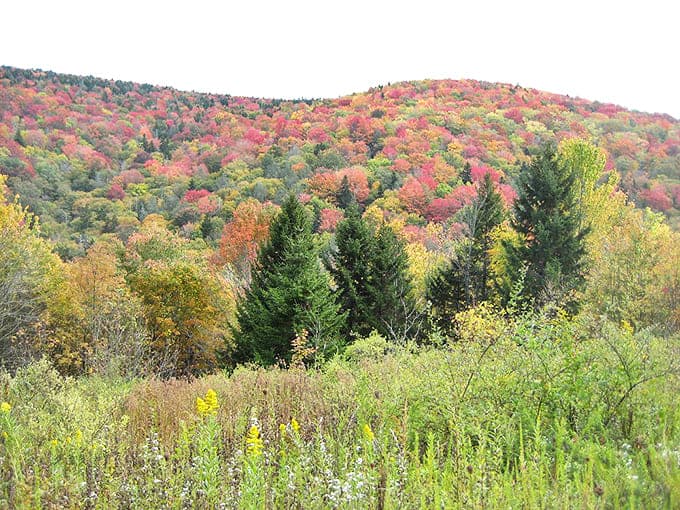 Mother Nature's autumn fashion show&mdash;where every tree competes for "Best Dressed" and somehow they all win.