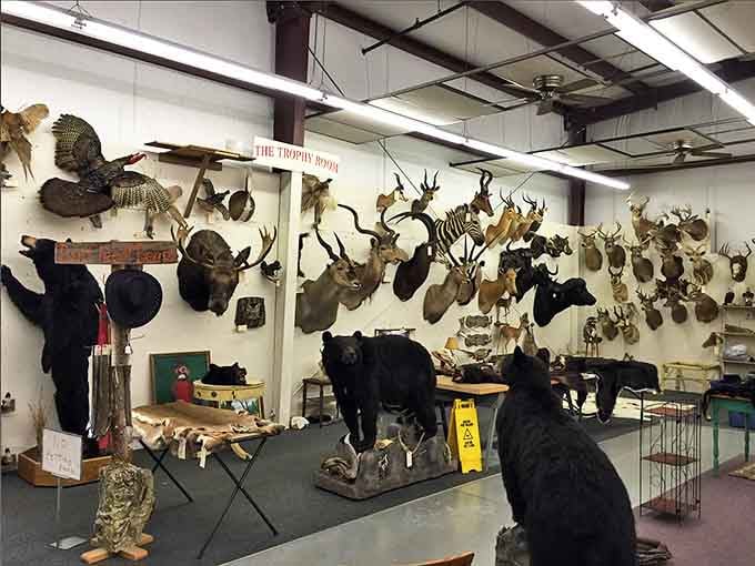 The trophy room isn't for everyone, but these mounted specimens tell tales of Missouri hunting traditions and the taxidermist's forgotten artistry.
