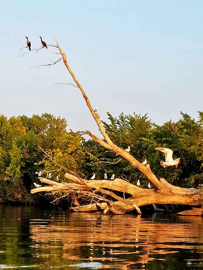 Nature's perfect perch: fallen trees become luxury waterfront condos for birds with discerning taste in real estate.