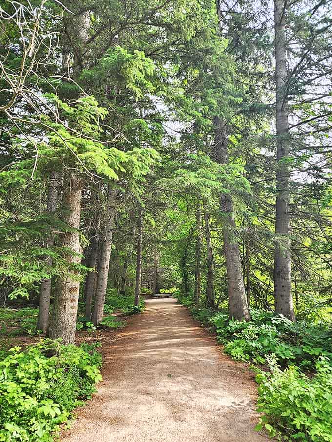 This forest path invites you to wander without getting lost. The trees stand at attention, creating nature's most welcoming hallway.