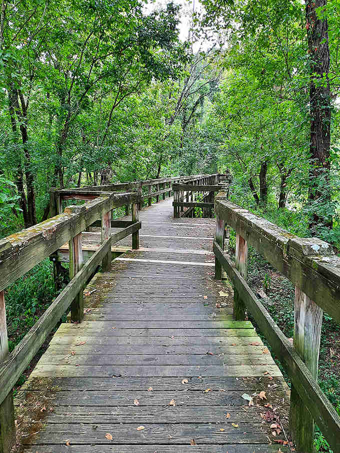 The wooden boardwalk of Chief Richard Taylor Nature Trail invites visitors to wander through lush greenery, where birdsong replaces the ping of smartphone notifications.