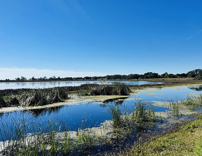 The Tom Yawkey Wildlife Center's marshlands create nature's perfect mirror, reflecting both clouds above and South Carolina's commitment to conservation below.