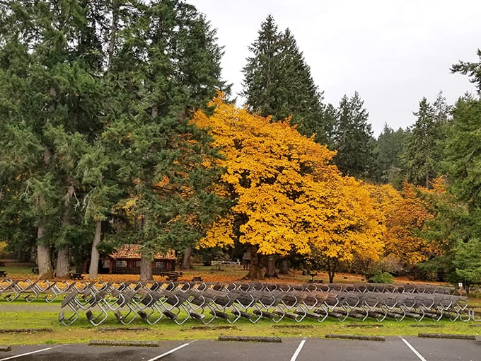 That golden maple stands like nature's own Olympic torch among the evergreens &ndash; autumn's spectacular show-off stealing the spotlight.