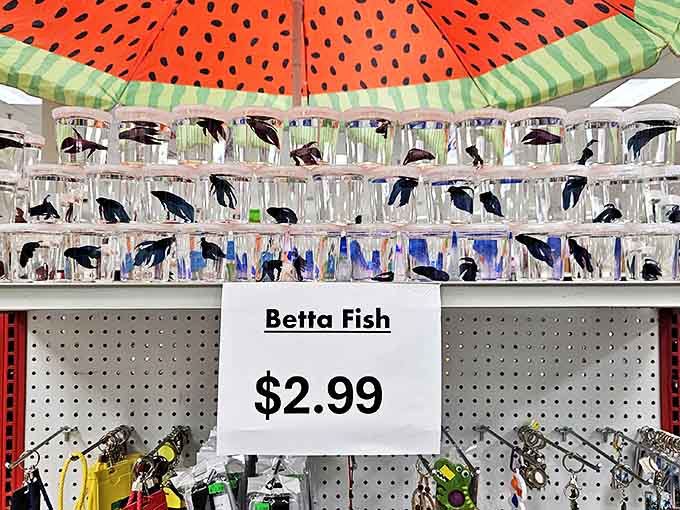 Tiny betta fish await new homes at $2.99&mdash;living proof that even in a discount store, some treasures swim rather than sit on shelves.
