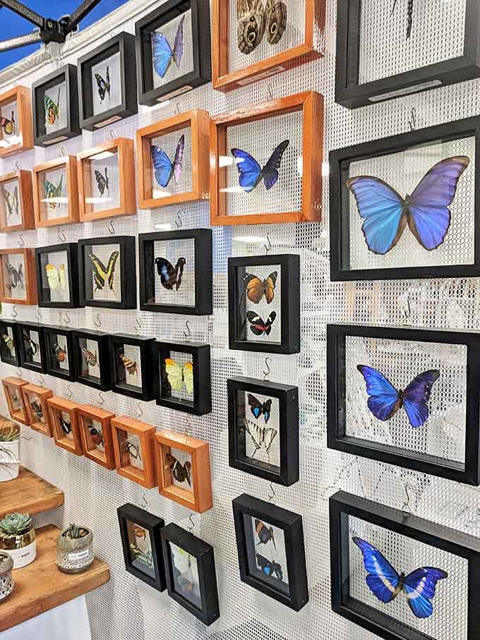 Framed butterflies bring natural art to urban homes. Each delicate specimen transforms a wall into a conversation about beauty and preservation.