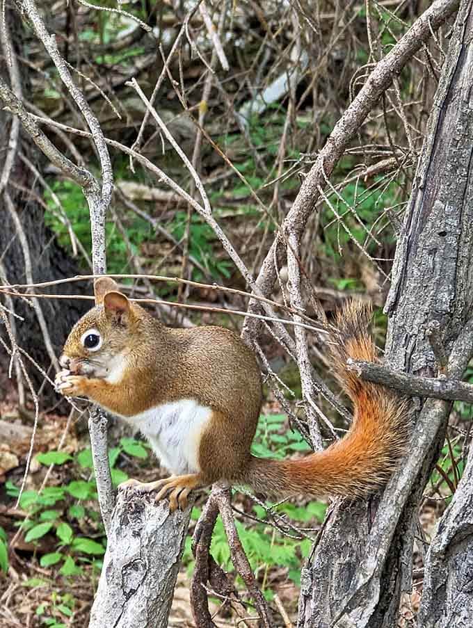 "Excuse me, do you have a moment to talk about acorn conservation?" This little resident has mastered the art of adorable persuasion.