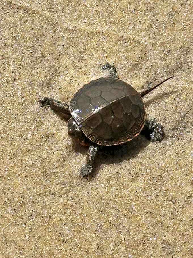 A painted turtle makes its determined journey across the sand. Nature's reminder that sometimes the slowest travelers appreciate the journey most.