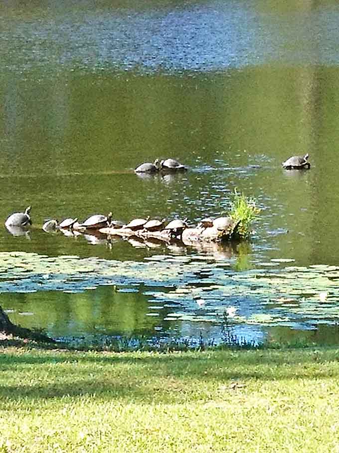 Turtles practicing their synchronized sunbathing routine. These prehistoric sunbathers have perfected the art of doing absolutely nothing.