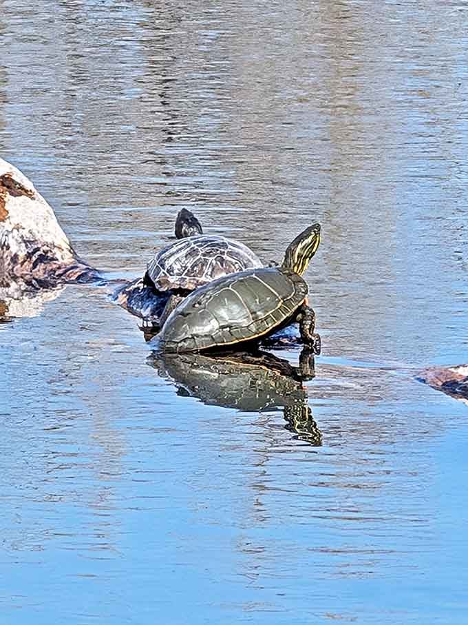 This sunbathing turtle has mastered the art of work-life balance. His rock-top perch offers prime real estate in Spring Meadow's aquatic community.