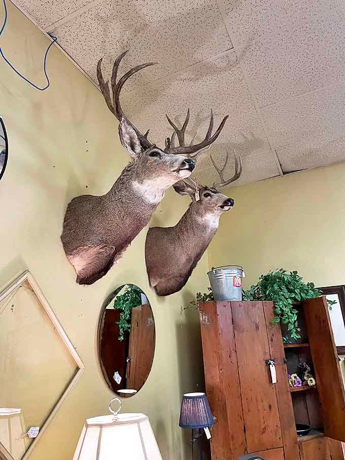 These majestic deer mounts silently observe shoppers, adding authentic Montana character to the antique hunting experience.