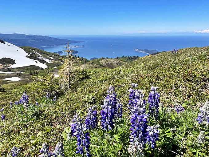 Alpine wildflowers paint the mountainside in Impressionist strokes of purple and blue, nature's gallery that requires no admission fee.