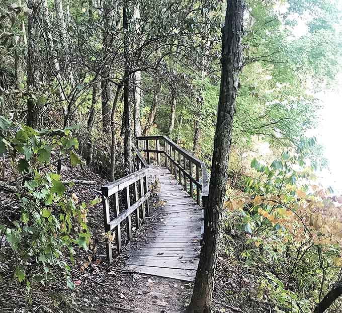 Wooden boardwalks guiding you through forest mysteries. Each step feels like turning the page in nature's most engaging storybook.