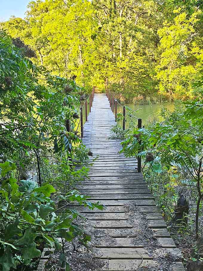 A wooden path that promises adventure at every plank – nature's version of the yellow brick road, minus the munchkins.