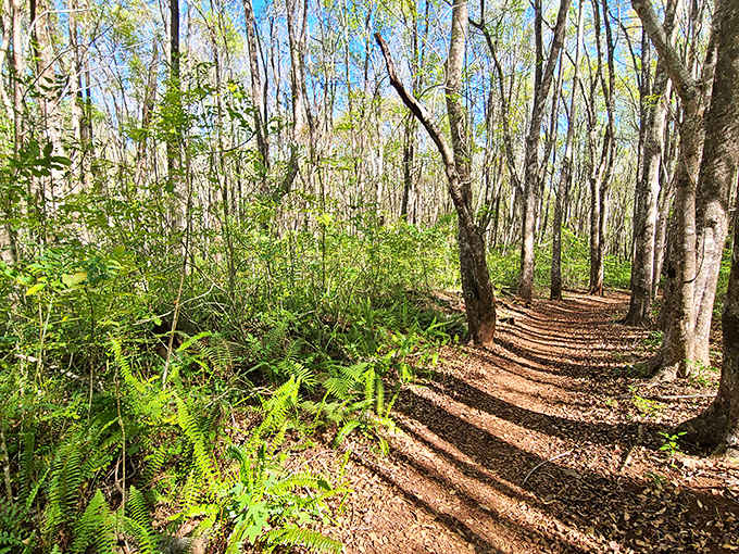 Kahakapao Loop Trail offers a serene forest escape where dappled sunlight filters through trees, creating a cool retreat from Maui's beaches.
