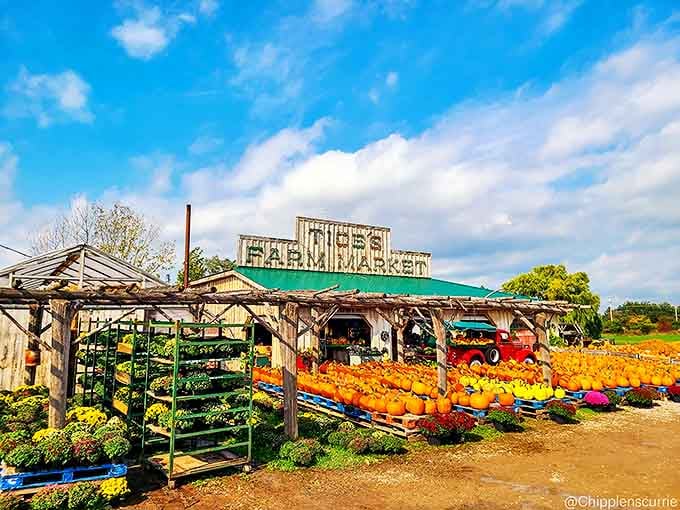 Tice's Farm Market bursts with seasonal bounty, where pumpkins and mums create a fall tableau worthy of your most-liked Instagram post.