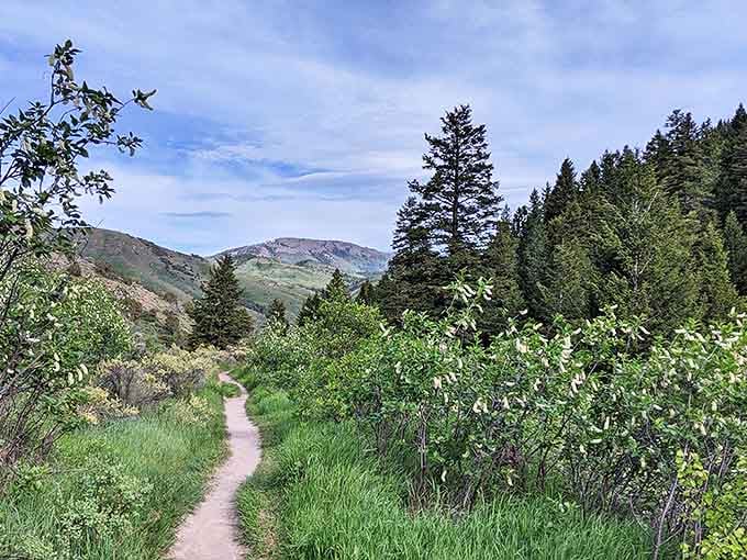 West Fork Mink Creek Trail invites hikers into a green embrace where the path ahead promises adventure and the air smells like possibility.