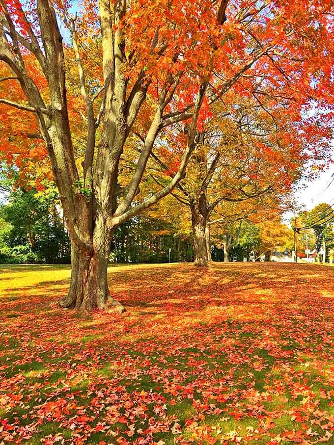 Autumn's fiery display proves Connecticut beaches aren't just summer affairs&mdash;fall brings its own spectacular show worth the price of admission.