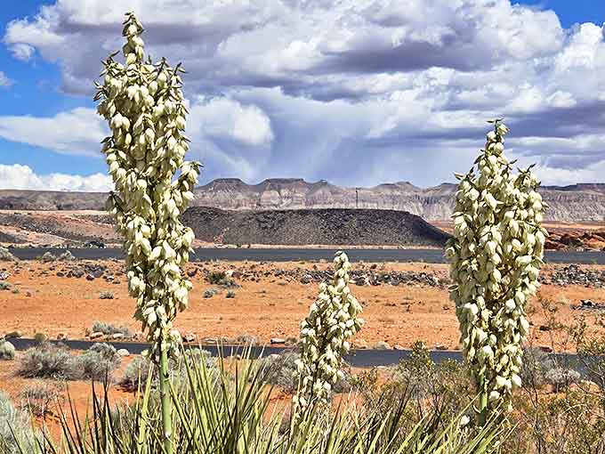 Desert yucca blooms stand tall like nature's exclamation points: "Look at this view!"