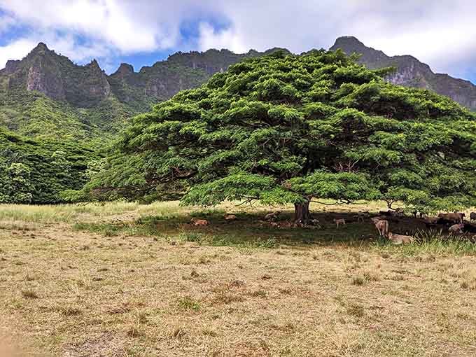 Nature's perfect shade tree, providing relief for cattle who clearly won the bovine lottery. Even the livestock enjoy five-star accommodations in paradise.