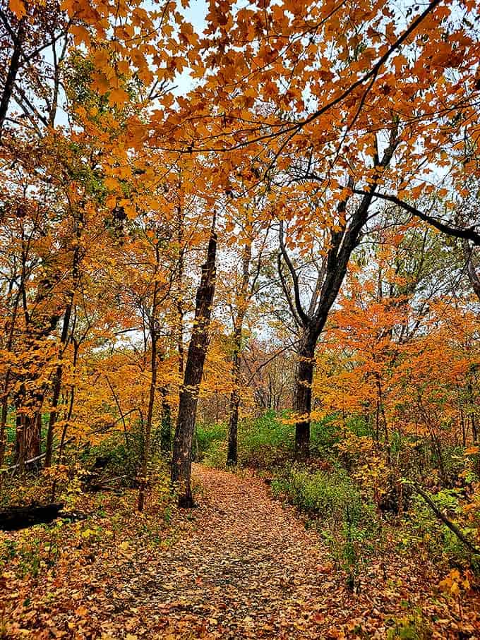 Nature's cathedral &ndash; where maple and oak branches create stained-glass patterns of orange and gold that no human architect could improve upon.