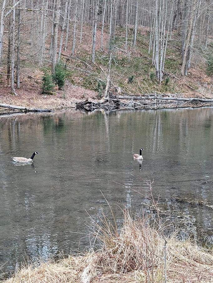 Two Canada geese hold a morning meeting on still waters&mdash;probably discussing how this hidden gem remains uncrowded even during migration season.
