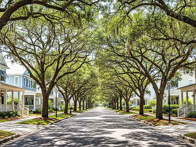 Oak sentinels create nature's cathedral along this residential street, where dappled sunlight plays across the pavement in an ever-changing pattern of welcome.